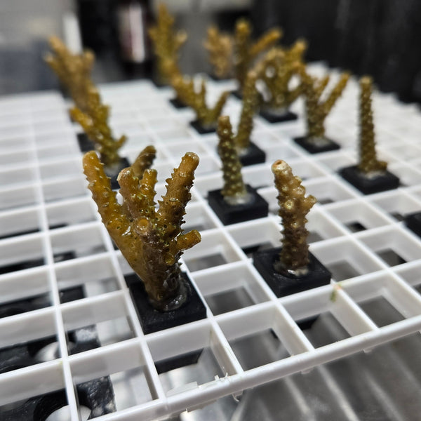 Egg Crate Acro Frag Plugs – FishOfHex Aquatics