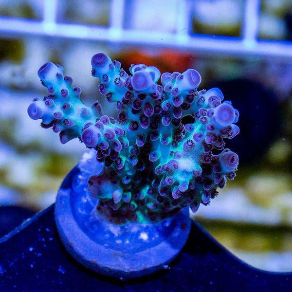 ORA Pearl Berry – FishOfHex Aquatics