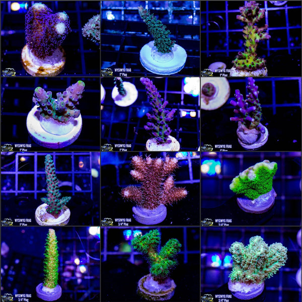 15 Piece Acro/SPS Frag Pack – FishOfHex Aquatics